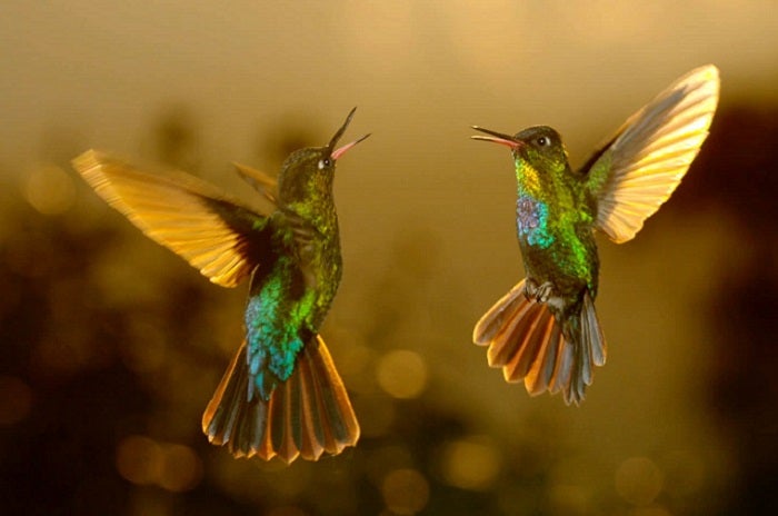 New wildlife doc series takes to the skies - The Knowledge Online